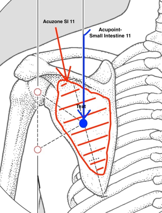 Love your small intestine to enhance your health - tonika